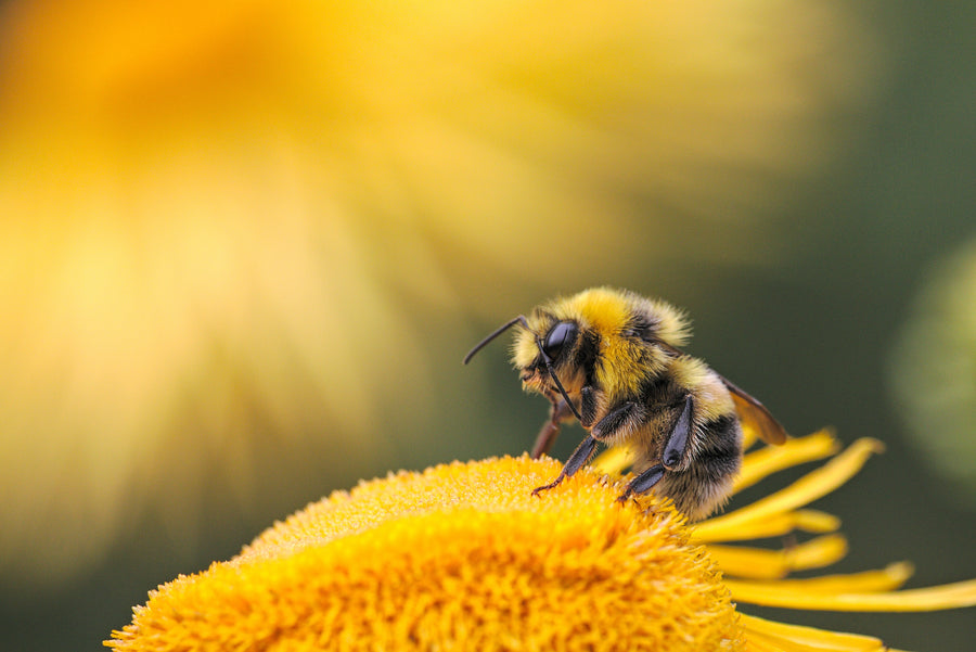 Exploring Bee Pearls: Their Nature and Benefits – GreenHat